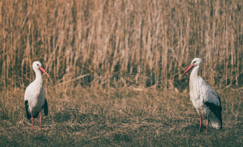 Two Storks Talking stock image. Image of bird, couple - 89719027