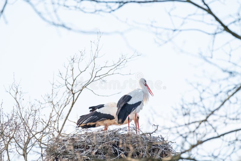 Two Storks in Their Nest, in the Spring Months, One Stork is Standing ...