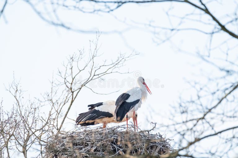 Two Storks in Their Nest, in the Spring Months, One Stork is Standing ...