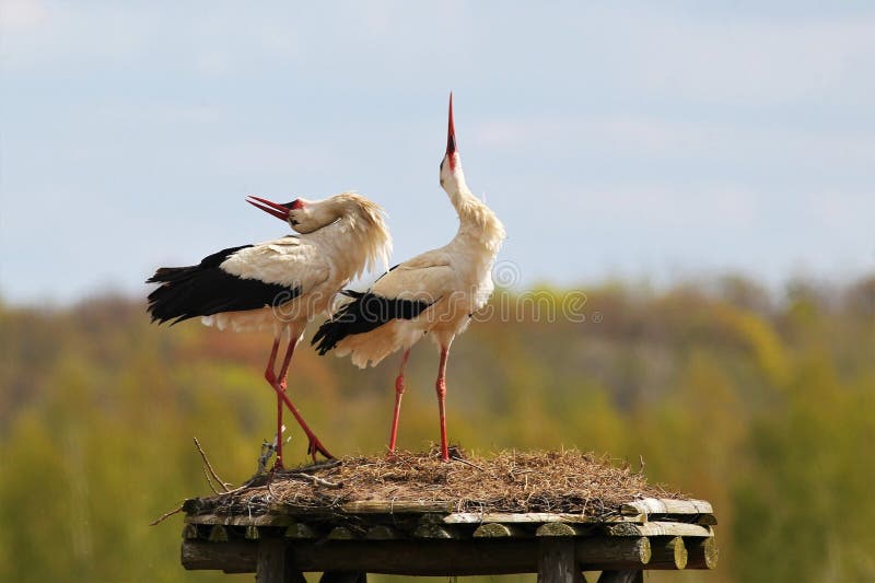 Two Storks Together in the Nest Stock Image - Image of black, beauty ...