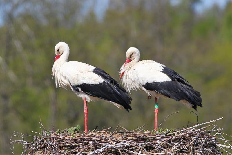 Two Storks Together in the Nest Stock Photo - Image of black, bird ...