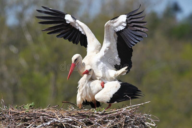 Two Storks Together in the Nest Stock Image - Image of beak, birth ...