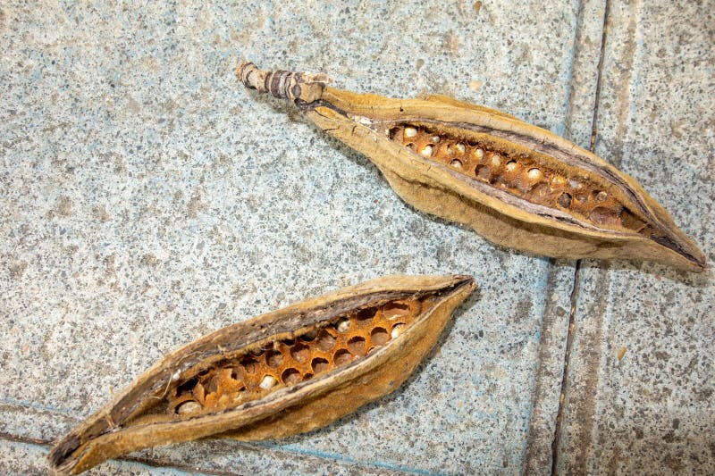 Two Strange Seed Pods on a Grey Cement Stone Stock Image - Image of ...