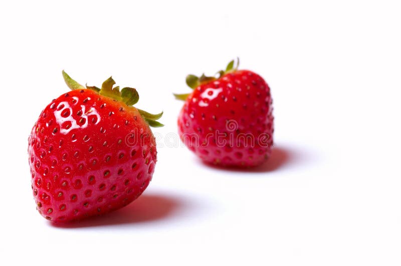 Calamari stock image. Image of seafood, calamari, food - 120443