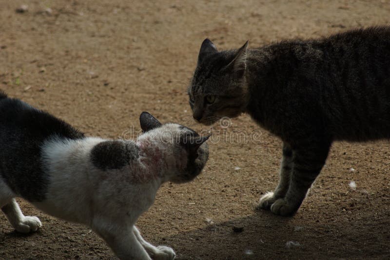 Two Stray Cats Fight for Territory Stock Photo - Image of city ...