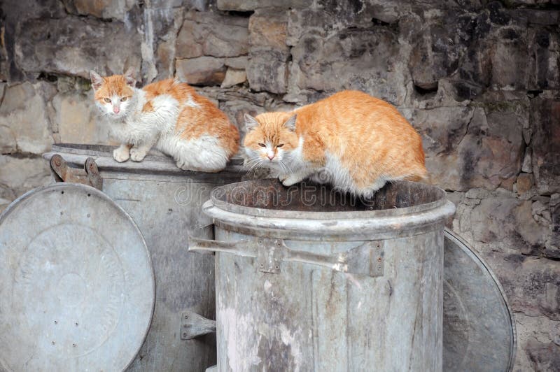 Two Stray Cats on Garbage Bins Stock Image - Image of look, animal ...