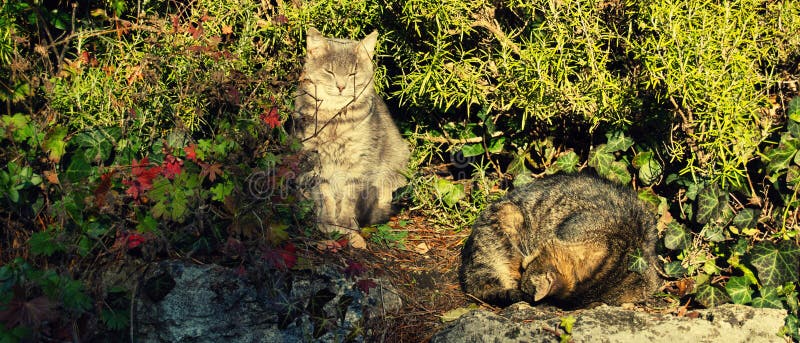Two stray cats in the park stock image. Image of brindle - 302385713
