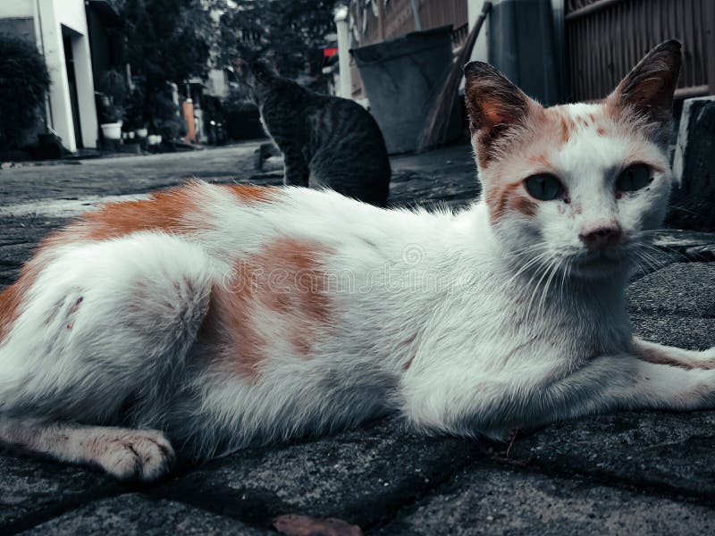 Two Stray Cats that are in the Residential Area Stock Photo - Image of ...