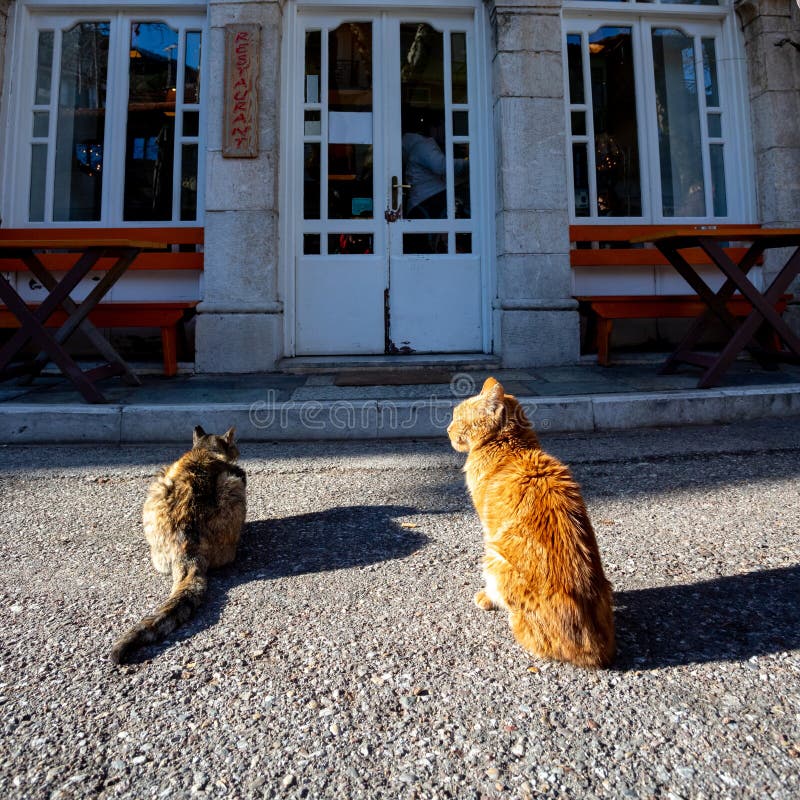 Two Stray Cats Waiting for Scraps at the Restaurant S Entrance Stock ...