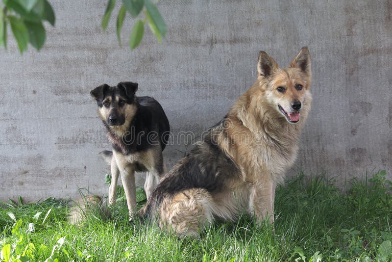Two Stray Dog Sitting on the Lawn Stock Image - Image of doggy ...