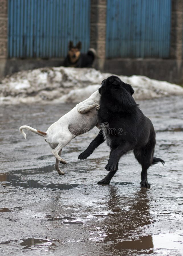 Two Stray Dogs Bite Each Other on the Street. Stock Image - Image of ...
