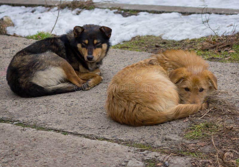 Stray Dogs Mating in the Town Lawn Stock Photo - Image of homeless ...