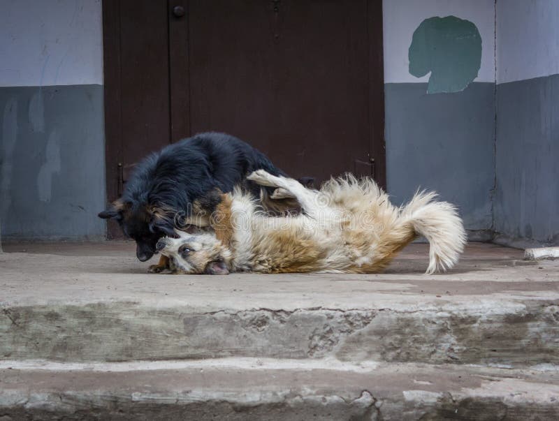 Two Dogs are Fighting Each Other Stock Image - Image of family, life ...