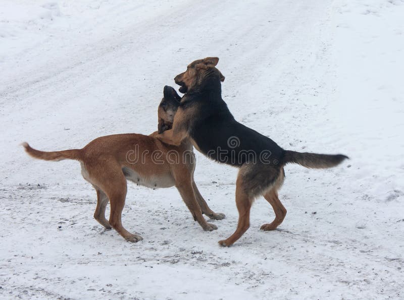 Stray Dogs Mating in the Town Lawn Stock Photo - Image of homeless ...