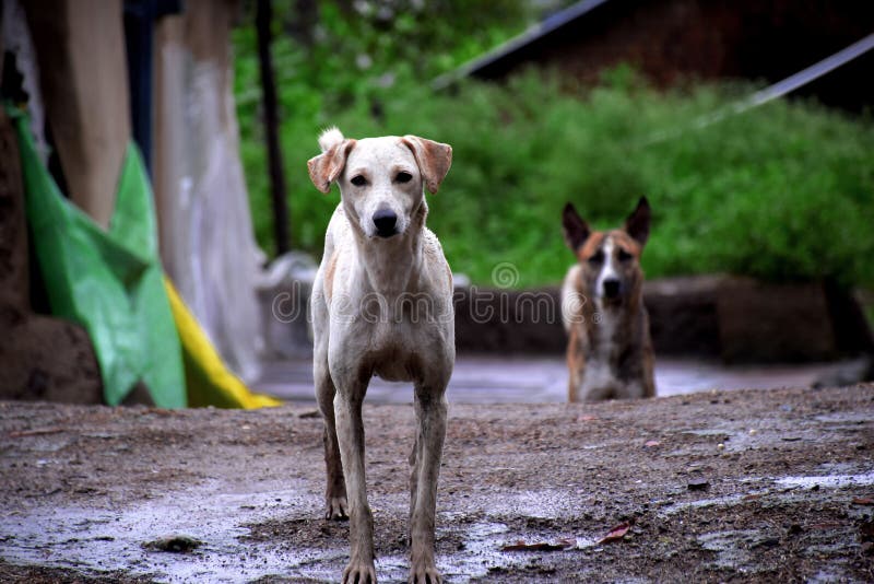Two Stray Dogs Looking at the Camera, in the Rainy Village Stock Image ...