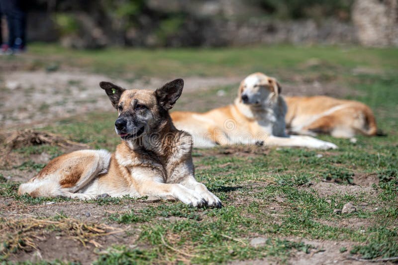 Two Stray Dogs Lying on the Ground. Selective Focus Stock Photo - Image ...