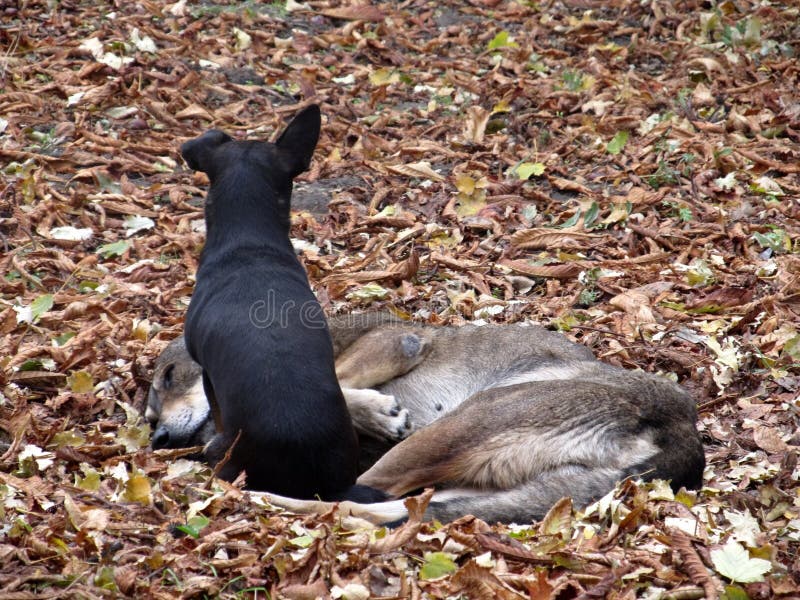 Two Stray Dogs Lying Side by Side on Autumn Leaves Stock Image - Image ...