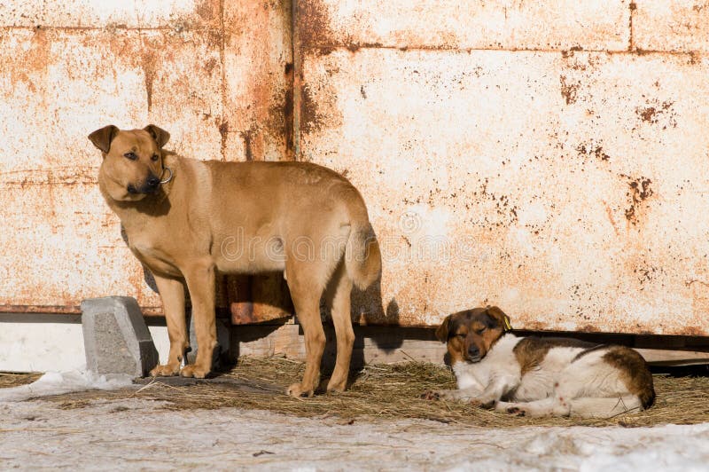 Two Stray Dogs Near Rusty Colored Gate Stock Image - Image of brown ...