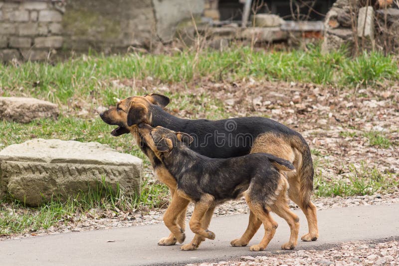 Stray Dogs Mating in the Town Lawn Stock Photo - Image of homeless ...