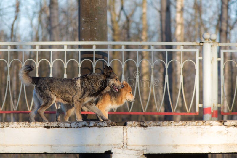Two stray dogs stock photo. Image of homeless, cute, nature - 91973248