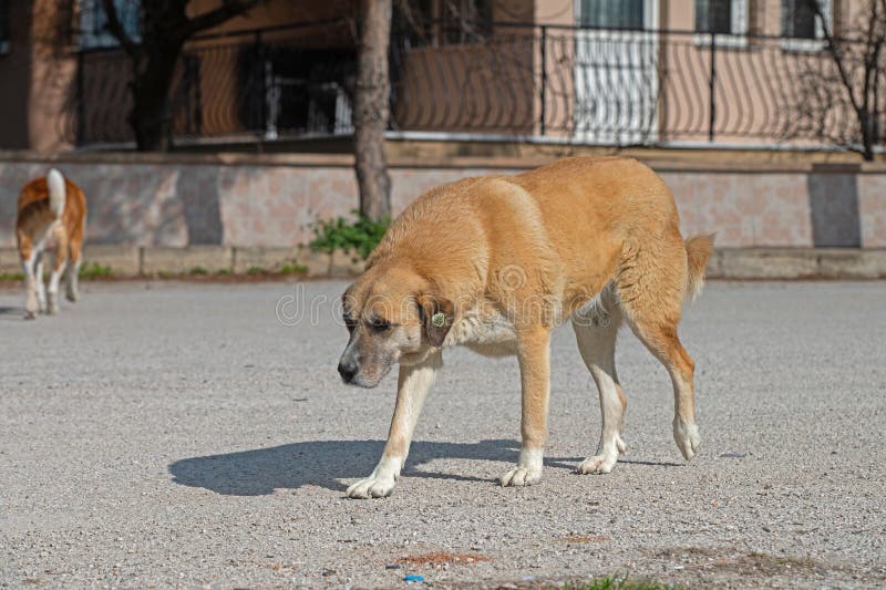 Two Stray Dogs in the Street Stock Photo - Image of homeless, cute ...