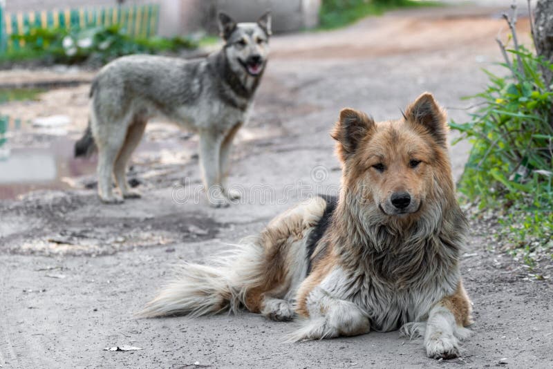 Two Stray Dogs on the Street. the Problem is with Mongrels on the ...