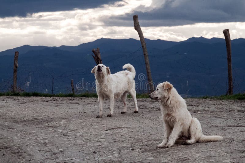 Two stray dogs stock image. Image of mountain, stray - 37196381