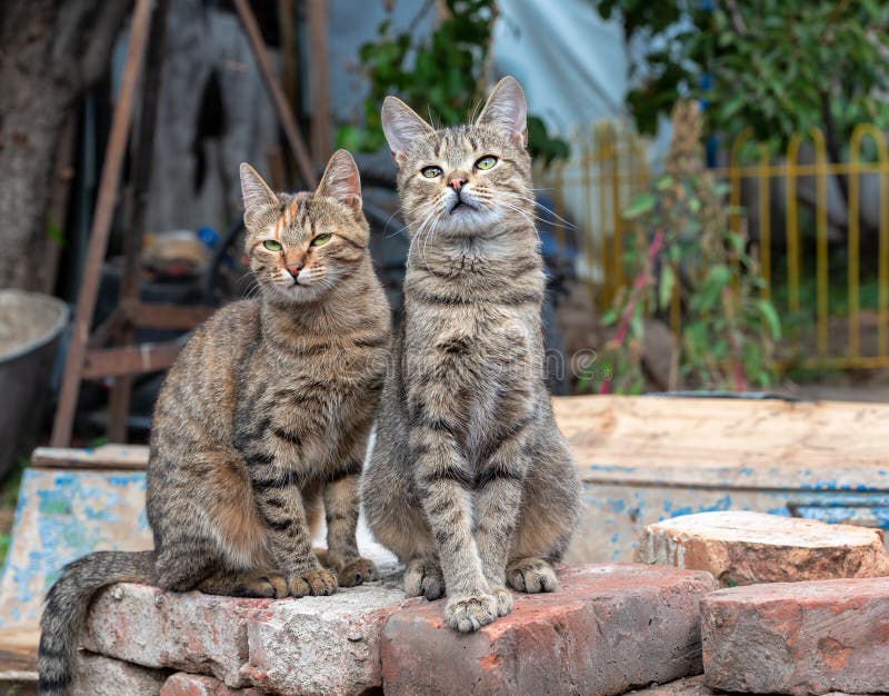 Two Stray Tabby Cats Sitting on Bricks Stock Image - Image of summer ...