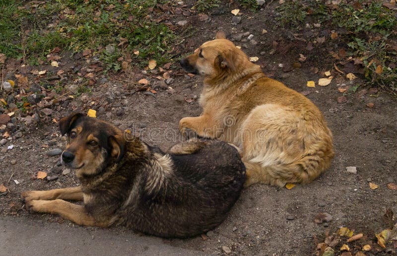 Two Street Dogs Lying on the Grass, the Problems of Stray Dogs Stock ...