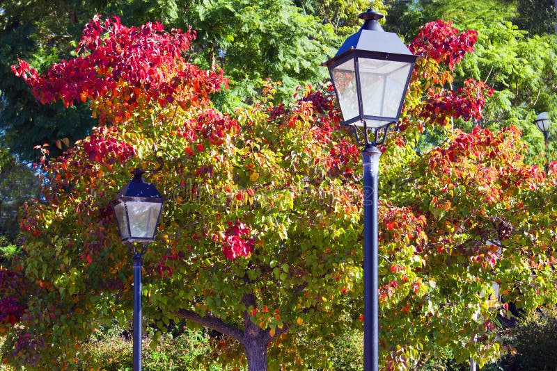 Two Street Lights in Front of a Beautiful Tree during the Daytime Stock ...
