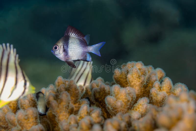 Two Stripe Damselfish Dascyllus Reticulatus Fish Stock Image - Image of ...