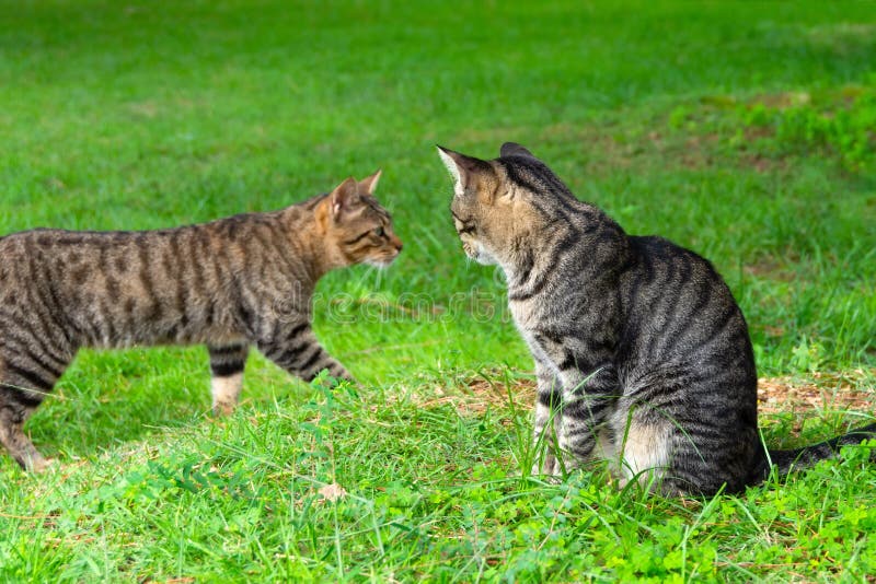 Two Striped Cats Look at Each Other in a Grassy Meadow Stock Photo ...