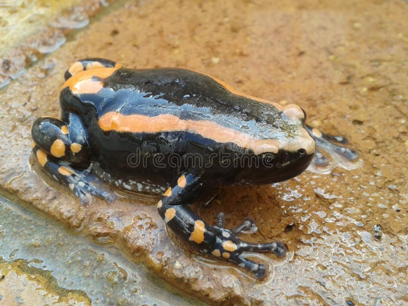 Two-striped frog stock image. Image of orange, frog, twostriped - 49589781