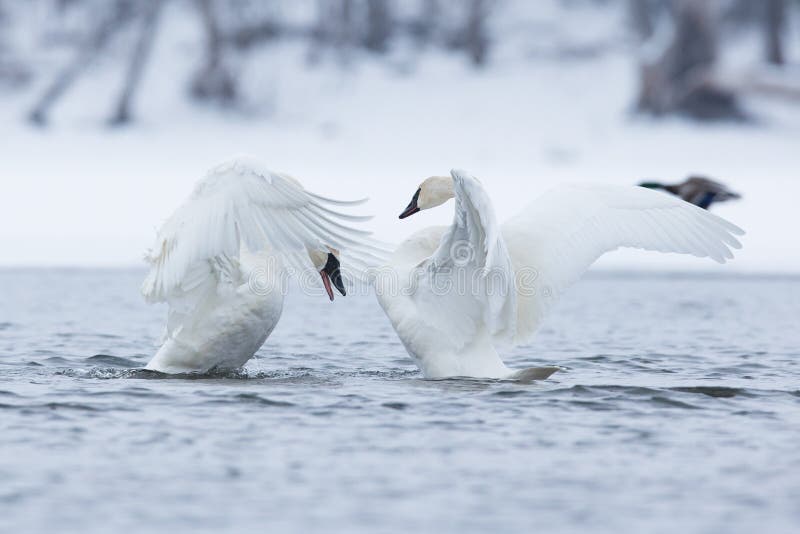 Swan mating dance stock photo. Image of minnasota, snowbank - 38580638