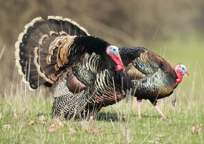 Strutting wild turkey stock photo. Image of gobbler, forest - 24544718