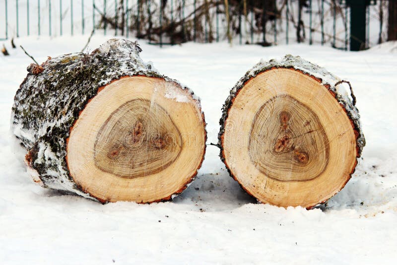 Two Stump of Old Poplar Trees Sawn Off Lie on Snow. Stock Photo - Image ...
