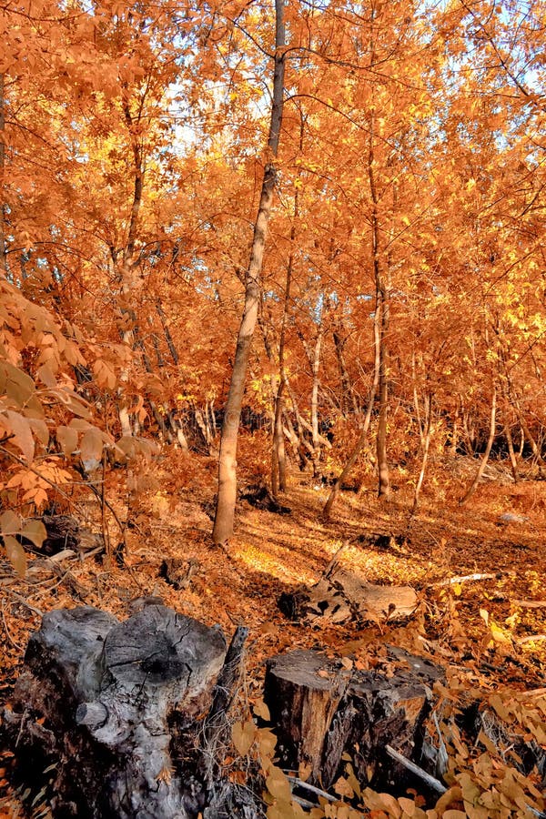 Two Stumps in the Autumn Forest Stock Image - Image of outdoor ...