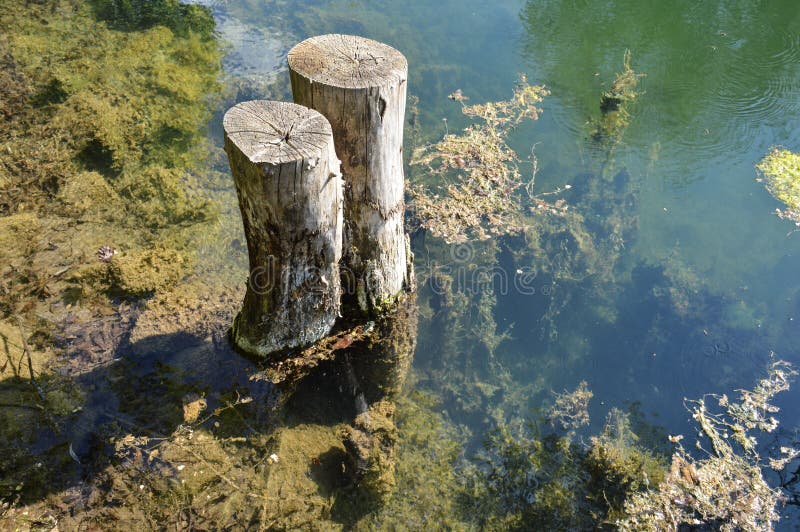 Two Stumps Stick Out of the Water Stock Photo - Image of float, outdoor ...
