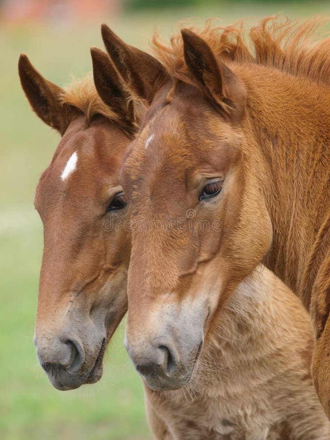 Two Baby Horses Nuzzling Each Other Stock Image - Image of foal, equine ...
