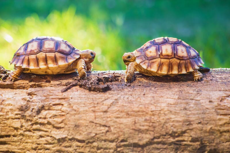 Two Sukata Turtles in the Forest Stock Image - Image of happy ...