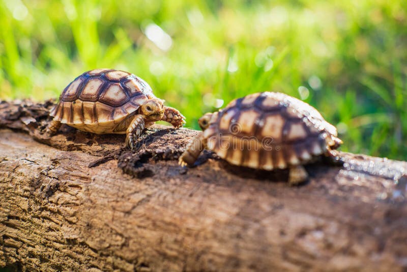 Two Sukata Turtles in the Forest Stock Photo - Image of exotic, love ...