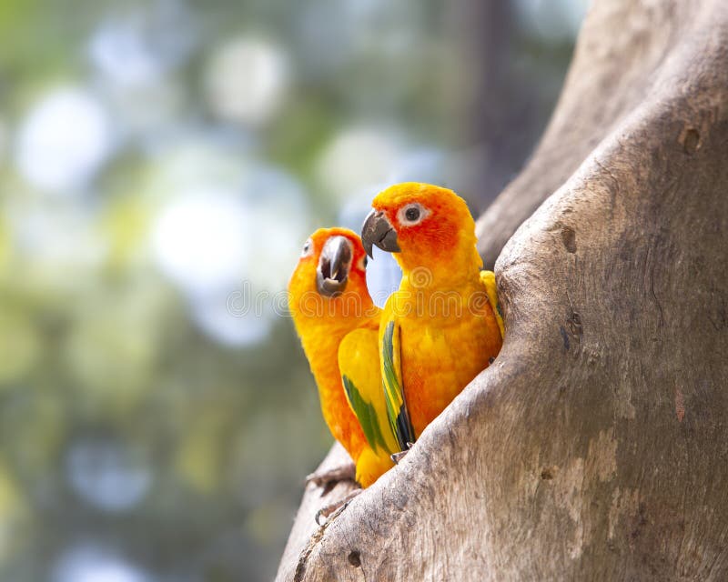 Two Sun Conures in a Nest in a Hollow Tree Stock Image - Image of ...