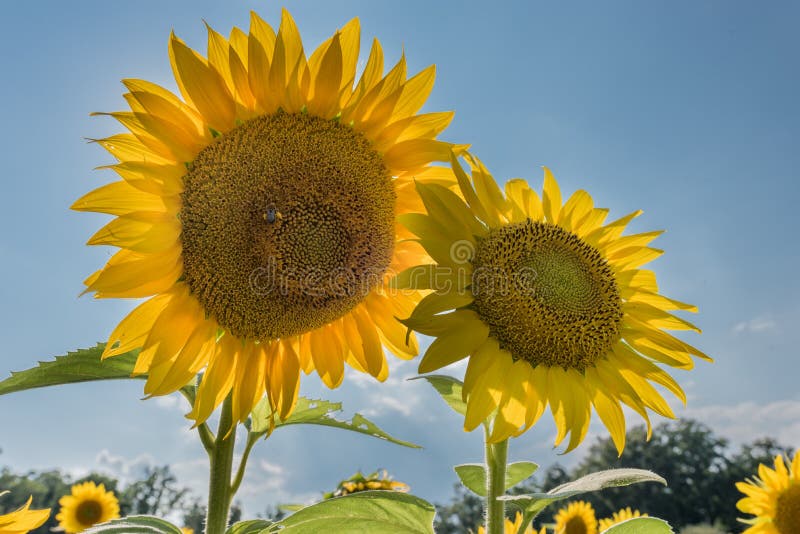 Two Sun Flowers on Blue Sky Stock Image - Image of landscape ...