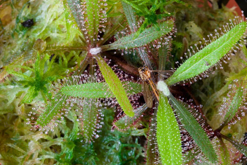 Two sundews with prey. stock image. Image of carnivorous - 26189809