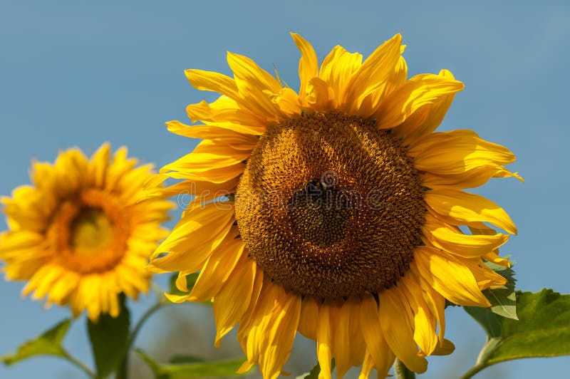 Two sunflower closeup stock image. Image of plants, horizontal - 58063603