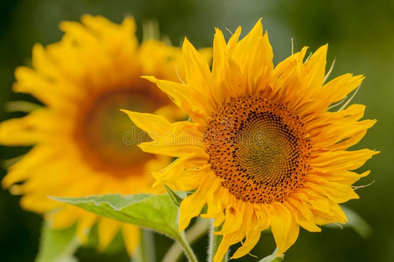 Two sunflower closeup stock image. Image of common, technique - 58063239