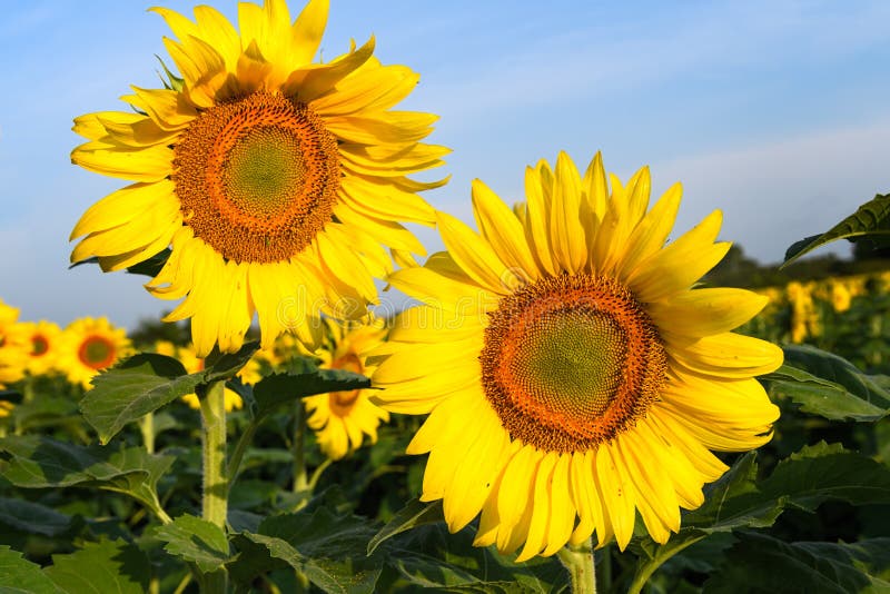 Two Sunflower Heads in Field Stock Photo - Image of outdoors, sunflower ...