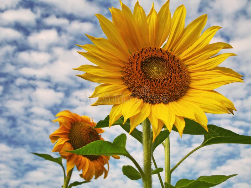 Two sunflowers stock image. Image of plant, blue, flora - 10777795