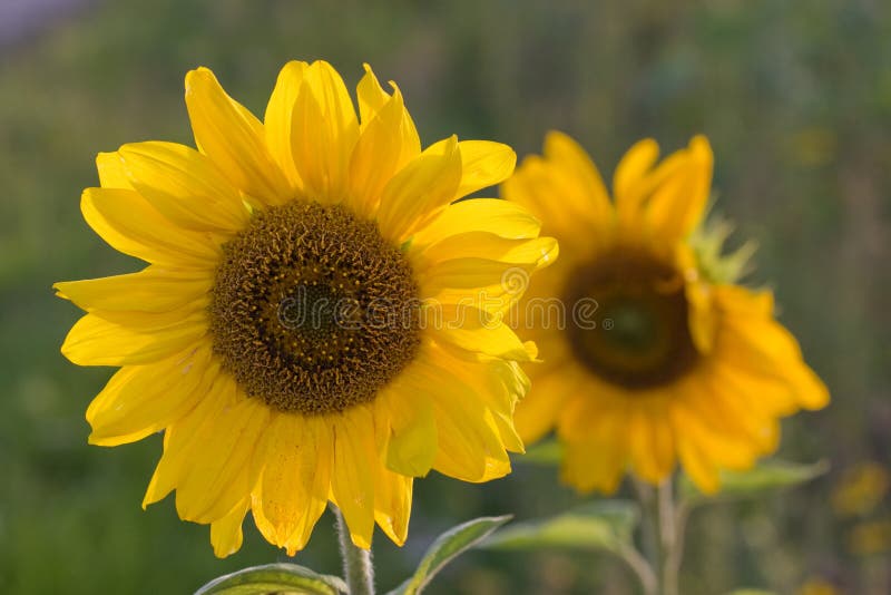 Two Sunflowers stock photo. Image of sunflower, crop - 15789272