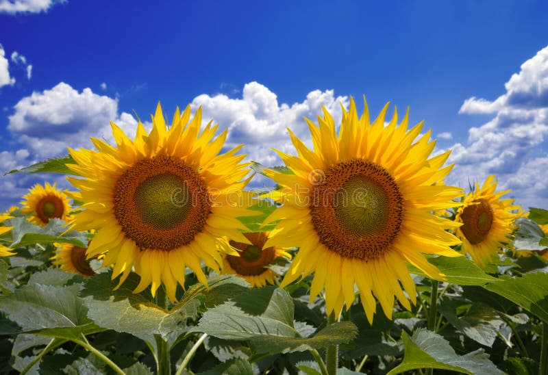 Two sunflowers stock image. Image of rural, blue, farm - 16261255